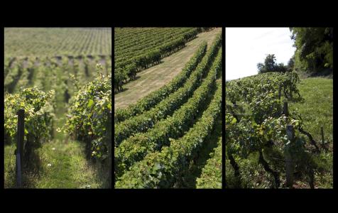 Comte Georges de VOGÜE - La Cave du Château